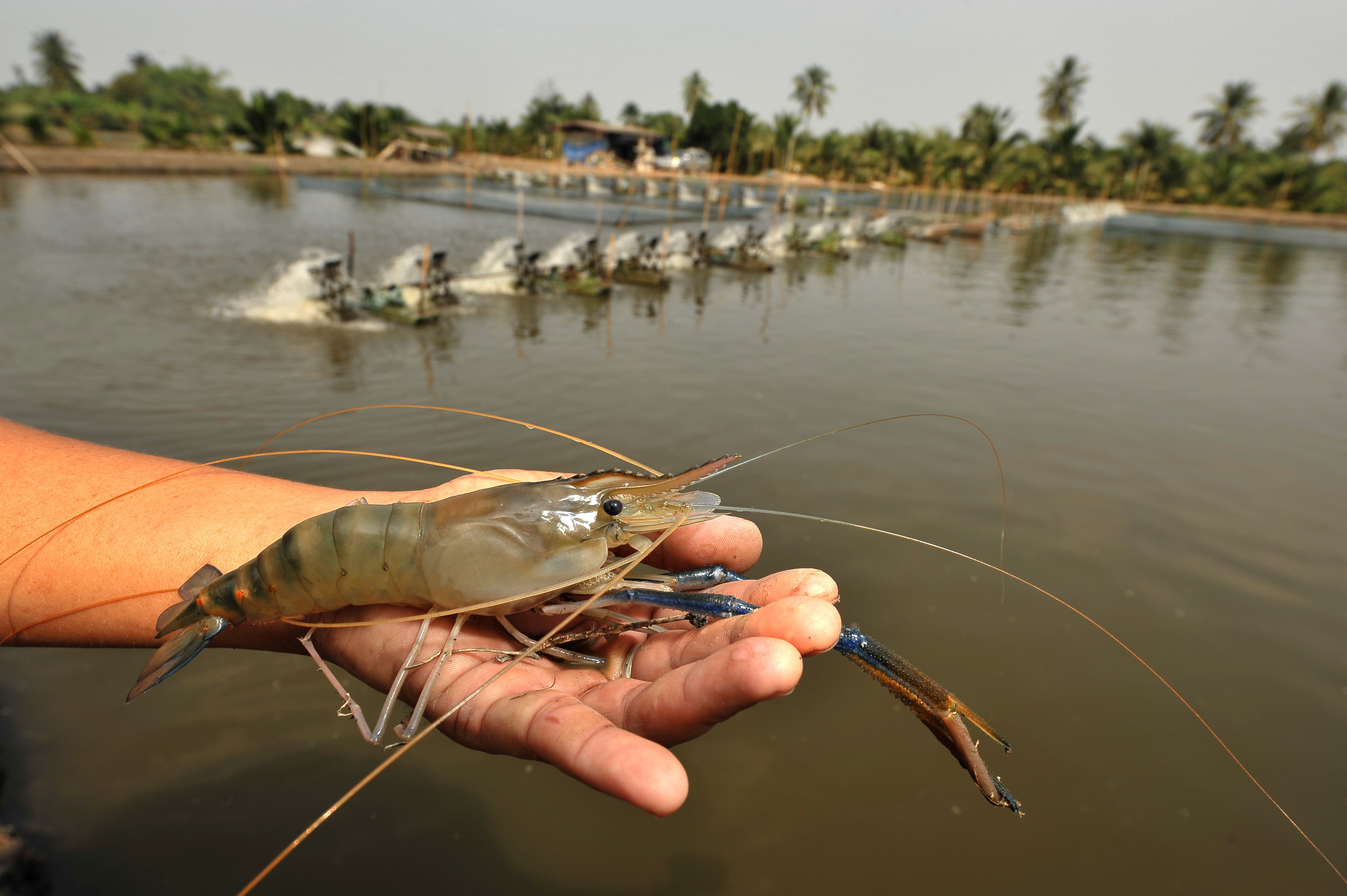 RAW Head On Shell On Freshwater Shrimps Thai Unifood Services