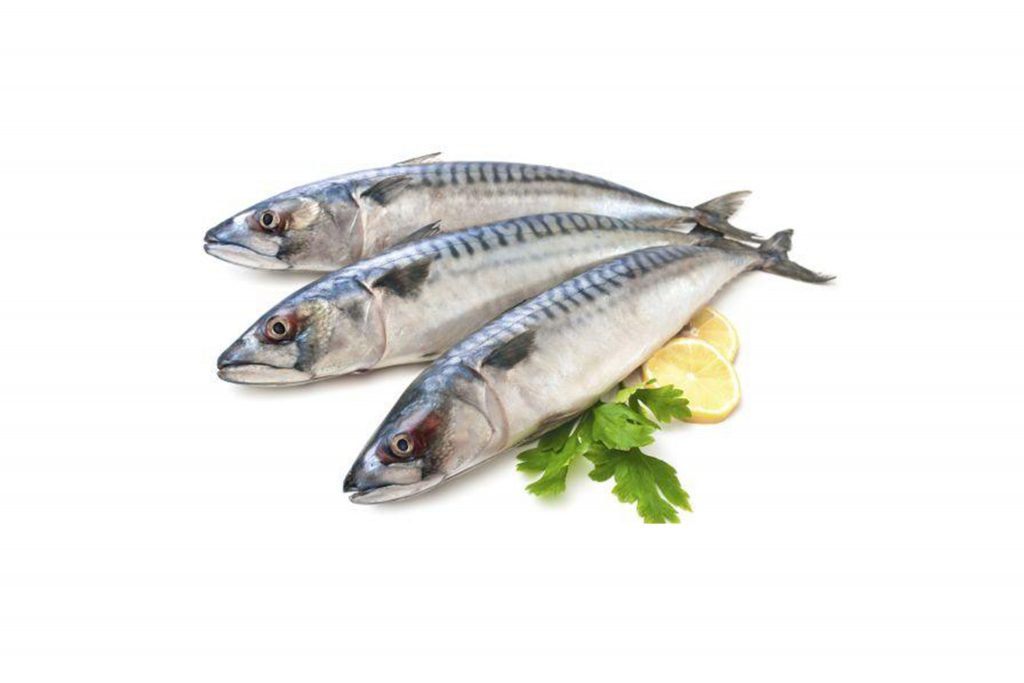 PACIFIC MACKEREL – Thai Unifood Services